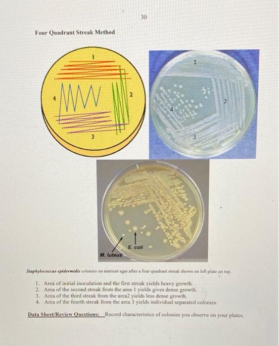 Solved 26 Week 2 Lab Activity #3: Common Aseptic Transfer | Chegg.com
