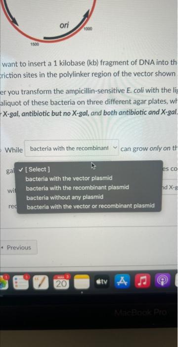 Solved You want to insert a 1 kilobase (kb) fragment of DNA | Chegg.com