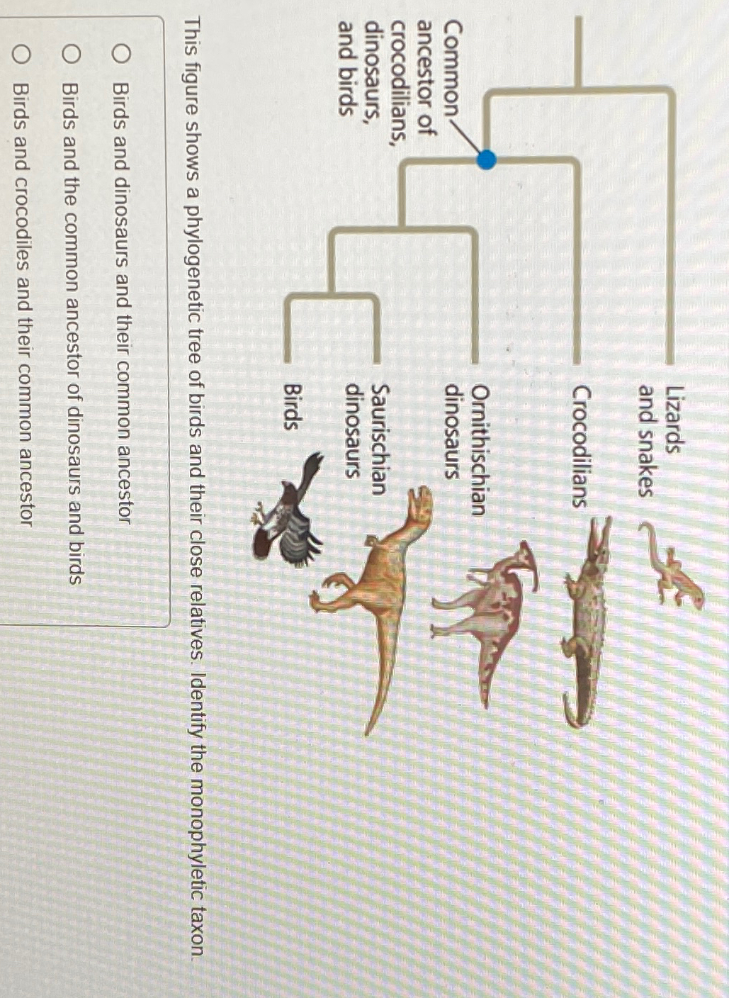 Solved This figure shows a phylogenetic tree of birds and | Chegg.com