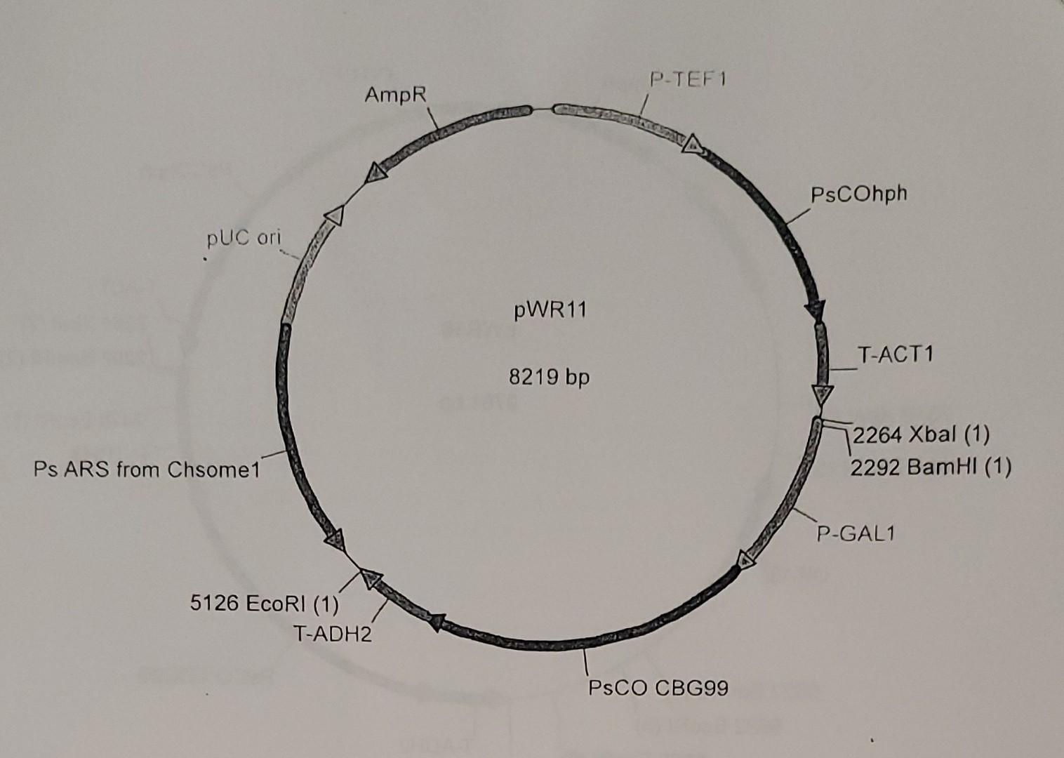 Solved 1. (4 pts) From the plasmid maps provided for | Chegg.com