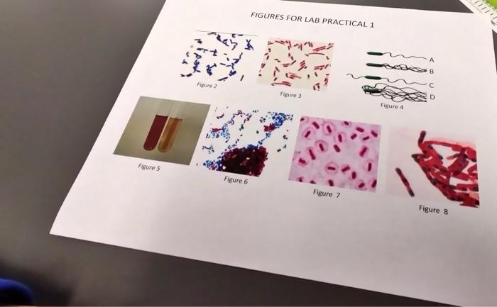 witiont 41 Gient-paicitives C) Bfyinibar Reinaw sho | Chegg.com