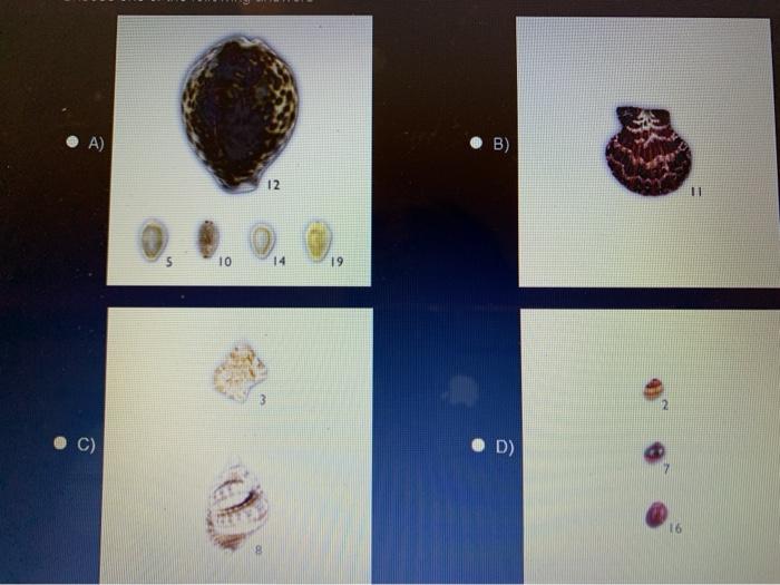 Solved Examine the shells. Can you identify which shells(s) | Chegg.com