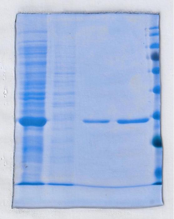 Solved Western blottingQ1. Explain what the purpose of each | Chegg.com