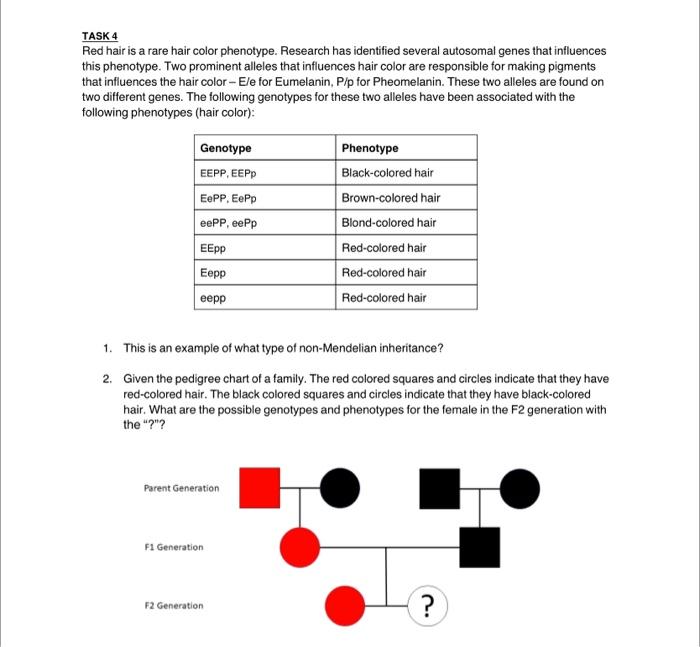 Solved TASK 4 Red hair is a rare hair color phenotype. | Chegg.com