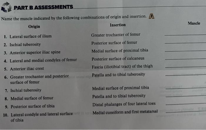 PART B ASSESSMENTS Name the muscle indicated by the | Chegg.com