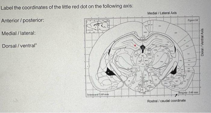 Solved Label the coordinates of the little red dot on the | Chegg.com