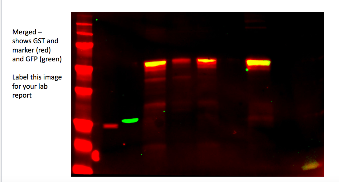 Solved Western BlottingAnalyze your western blot:Were the | Chegg.com