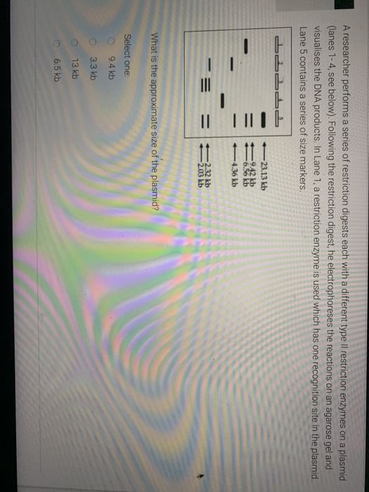 Solved A researcher performs a series of restriction digests | Chegg.com