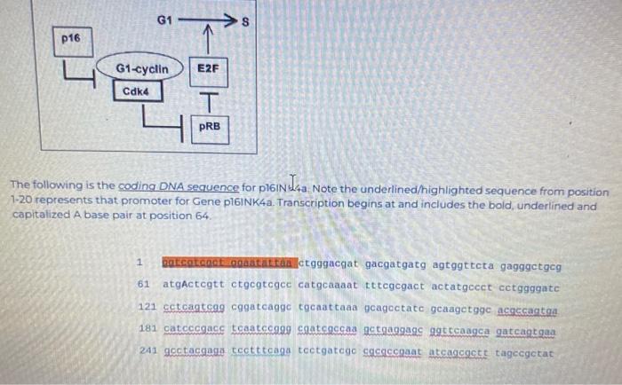 Solved G1 p16 민원 Cdk4 G1-cyclin E2F T PRB The following is | Chegg.com