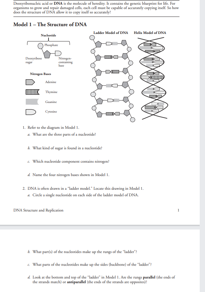 Solved Deoxyribonucleic Acid Or Dna Is The Molecule Of Chegg