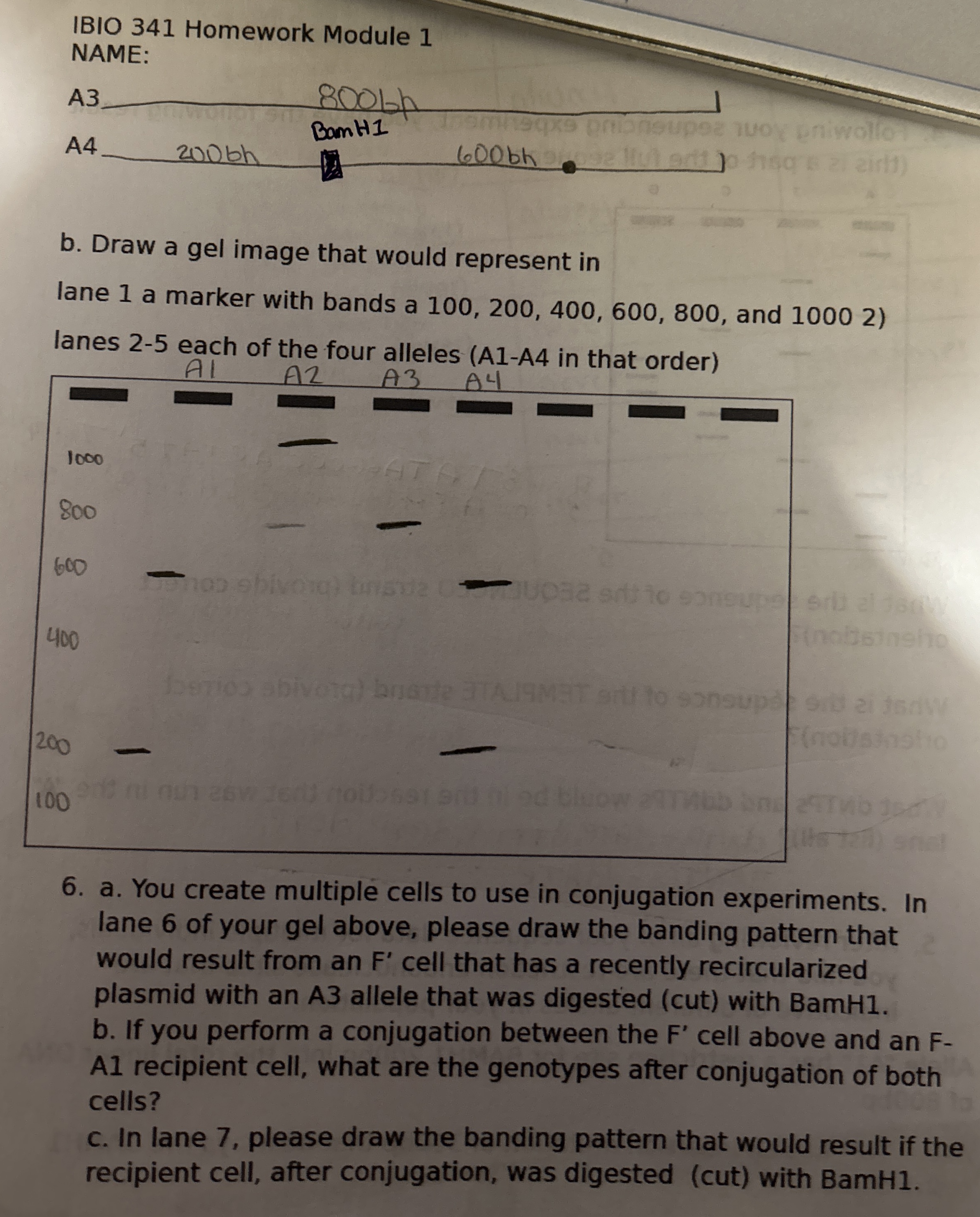 Solved b. ﻿Draw a gel image that would represent in lane 1 | Chegg.com