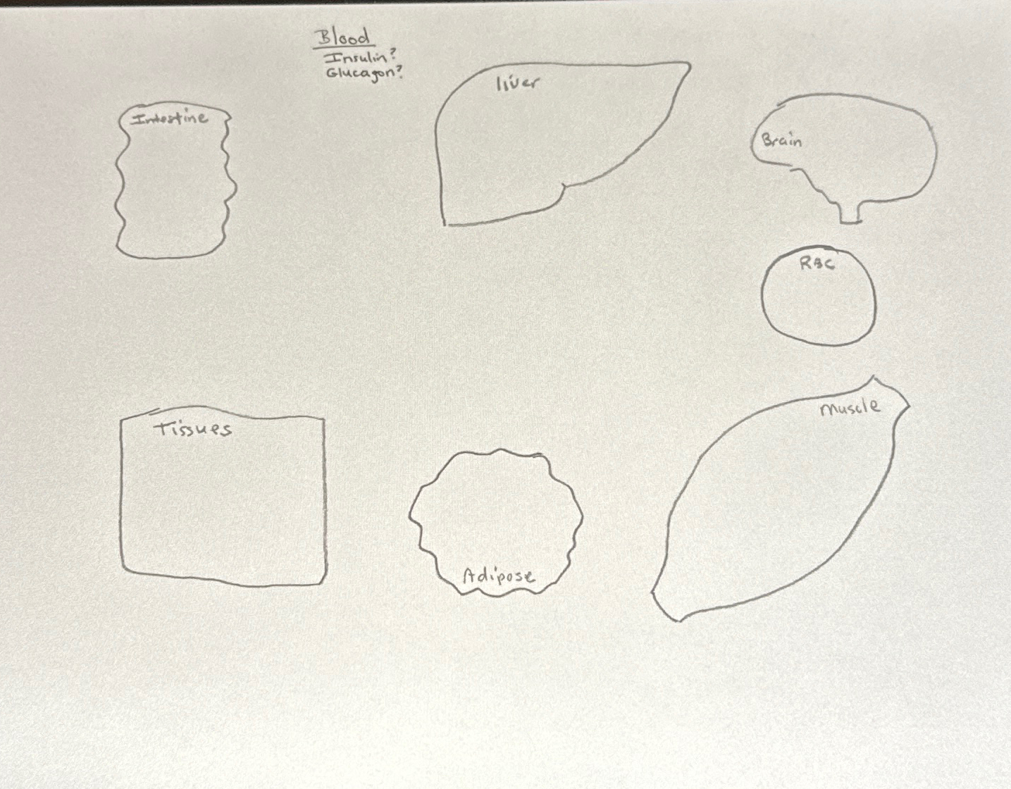 Solved Fill out the chart showing the starved state scenario | Chegg.com