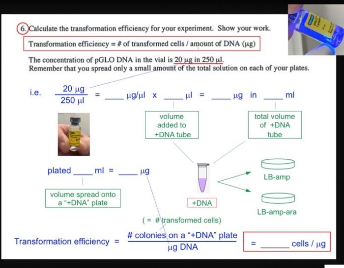Solved 6. Calculate the transformation efficiency for your | Chegg.com