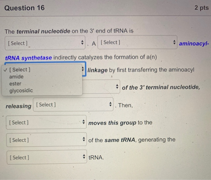 Solved The terminal nucleotide on the 3' end of tRNA is. [ | Chegg.com