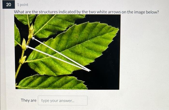 Solved 20 1 point What are the structures indicated by the | Chegg.com