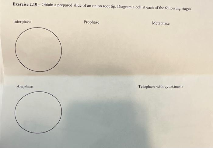 Solved Exercise 2.10 - Obtain a prepared slide of an onion | Chegg.com