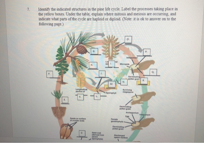 Solved 7. Identify the indicated structures in the pine life | Chegg.com