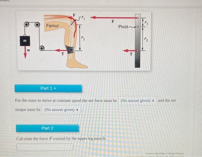 Solved Forces and Torques in Muscle Joints ** A device for | Chegg.com