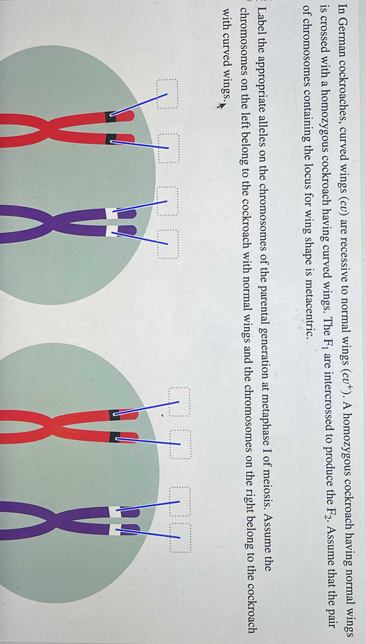 Solved In German cockroaches, curved wings (cv) ﻿are | Chegg.com