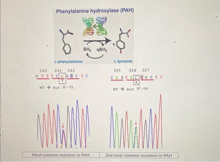 Solved Phenylalanine hydroxylase (PAH) L-tyrosine (s) | Chegg.com
