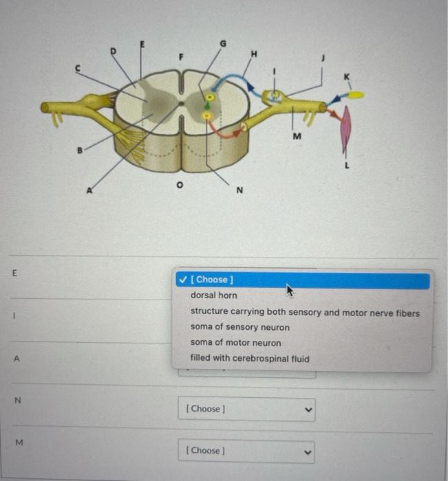 Solved D M O N E [Choose ] dorsal horn structure carrying | Chegg.com