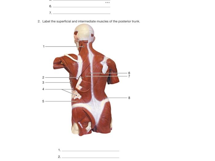 Solved 1. Label the Zsuperficial and intermediate muscles of | Chegg.com