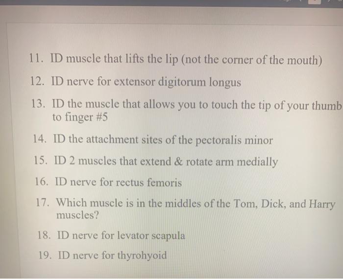 Solved 11. ID muscle that lifts the lip (not the corner of | Chegg.com