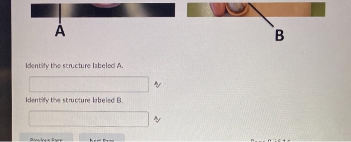 Solved All А B А. B Identify the structure labeled A. | Chegg.com