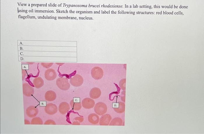 Solved View a prepared slide of Trypanosoma brucei | Chegg.com