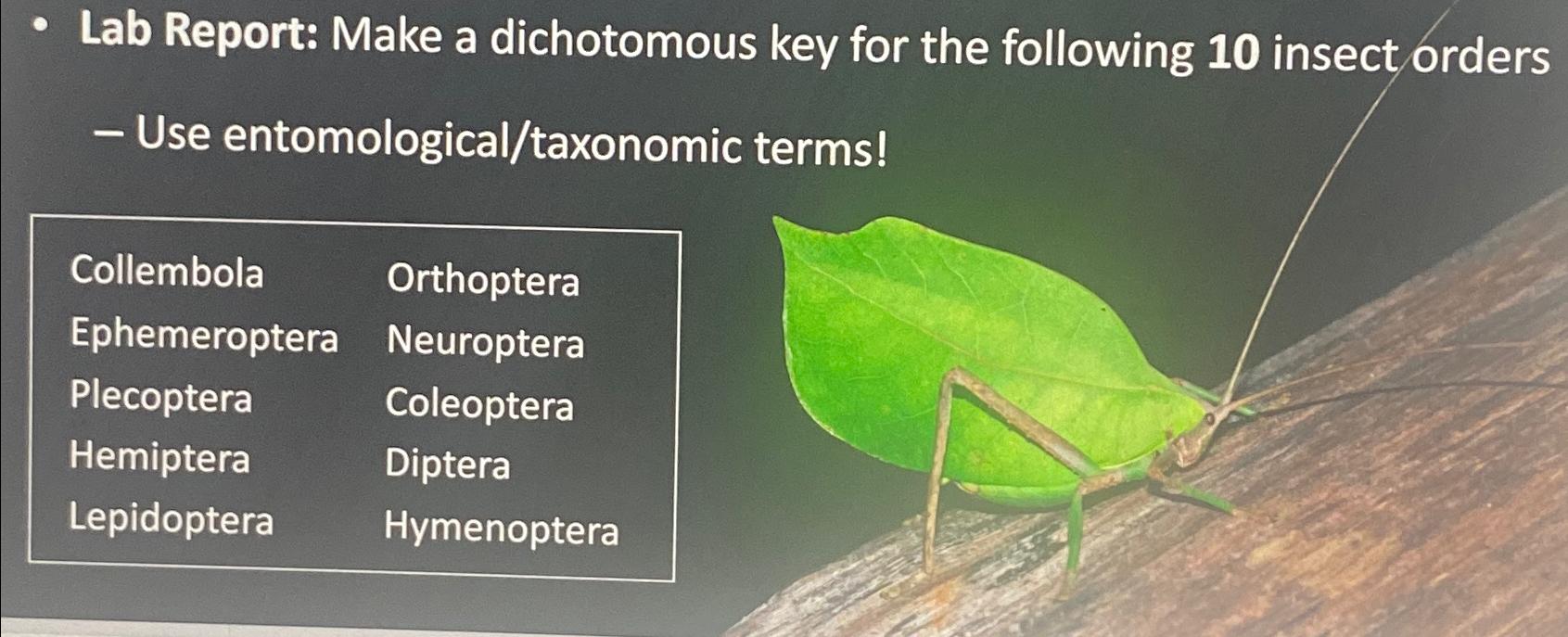 Solved Lab Report: Make a dichotomous key for the following | Chegg.com