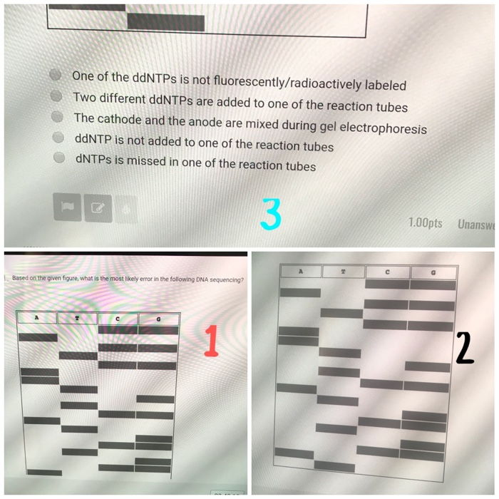 Solved One of the ddNTPs is not fluorescently/radioactively | Chegg.com