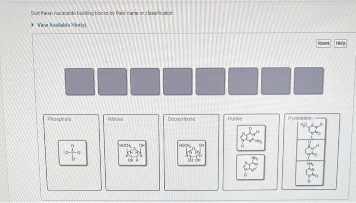 Solved Sort these nucleotide bulding blocks by their name or | Chegg.com
