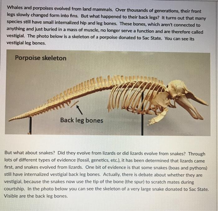 Solved Whales and porpoises evolved from land mammals. Over | Chegg.com