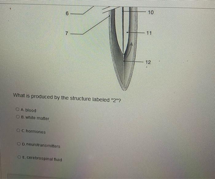 Solved QUESTION 2 What is produced by the structure labeled | Chegg.com