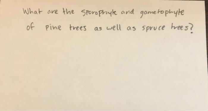 Solved What are the sporophyte and gametophyte of pine trees | Chegg.com