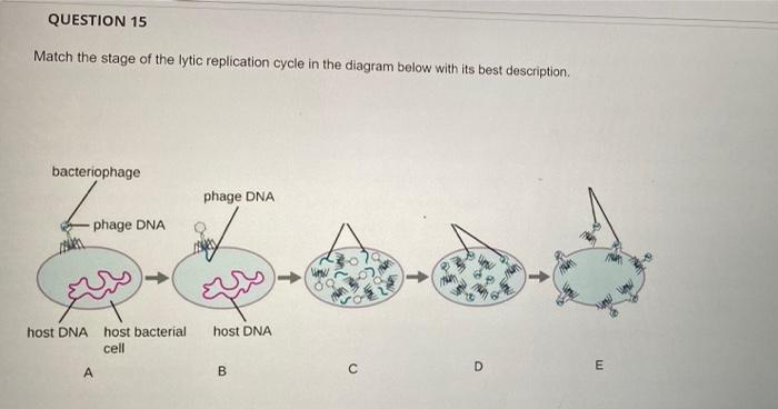 Solved QUESTION 15 Match the stage of the lytic replication | Chegg.com