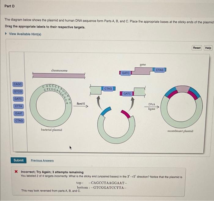 Solved Part D The diagram below shows the plasmid and human | Chegg.com