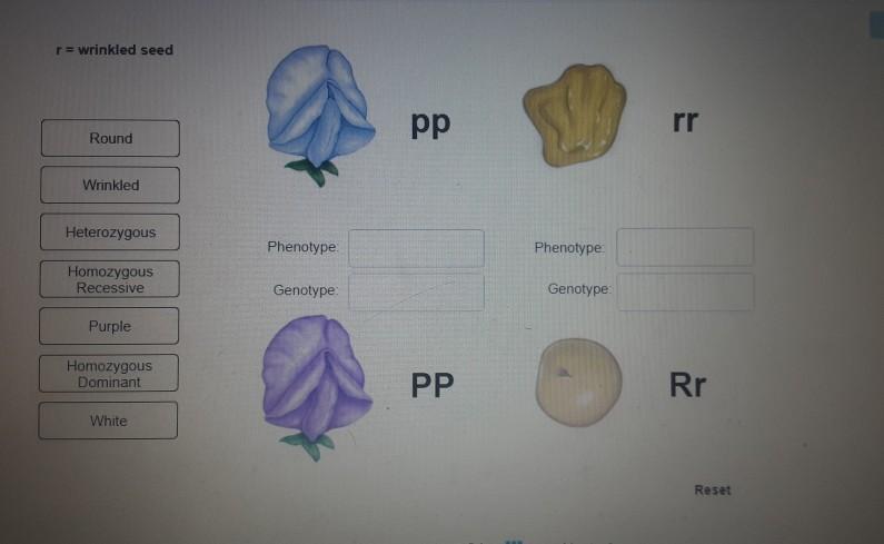 Solved Using your knowledge of a dominant and recessive | Chegg.com