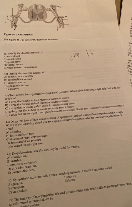 Solved Figure 16-1 ANS Pathway Use Figure 16-) to answer the | Chegg.com