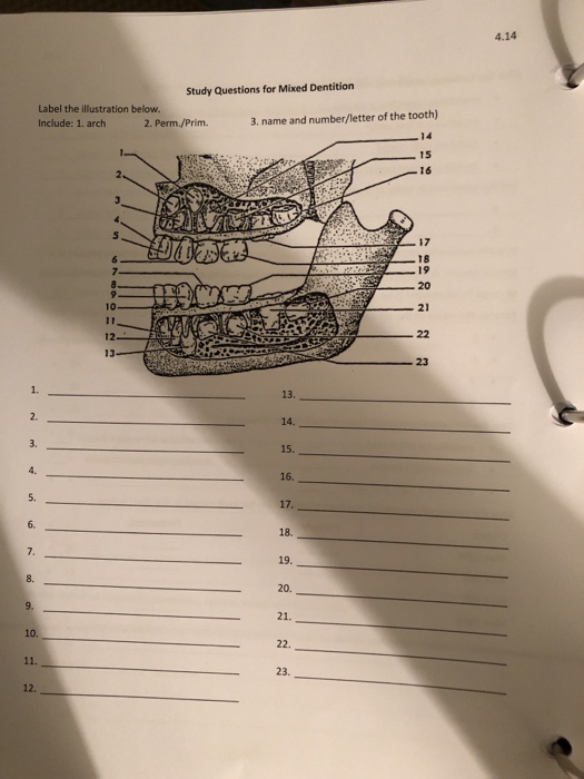 Solved Study Questions for Mixed Dentition Label the | Chegg.com