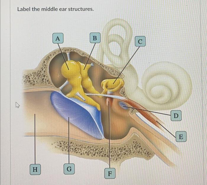 Solved Label the middle ear structures. [ Choose] [ | Chegg.com