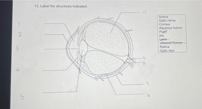 Solved 13. Label the structures indicated. 10 1 2. Sclera | Chegg.com