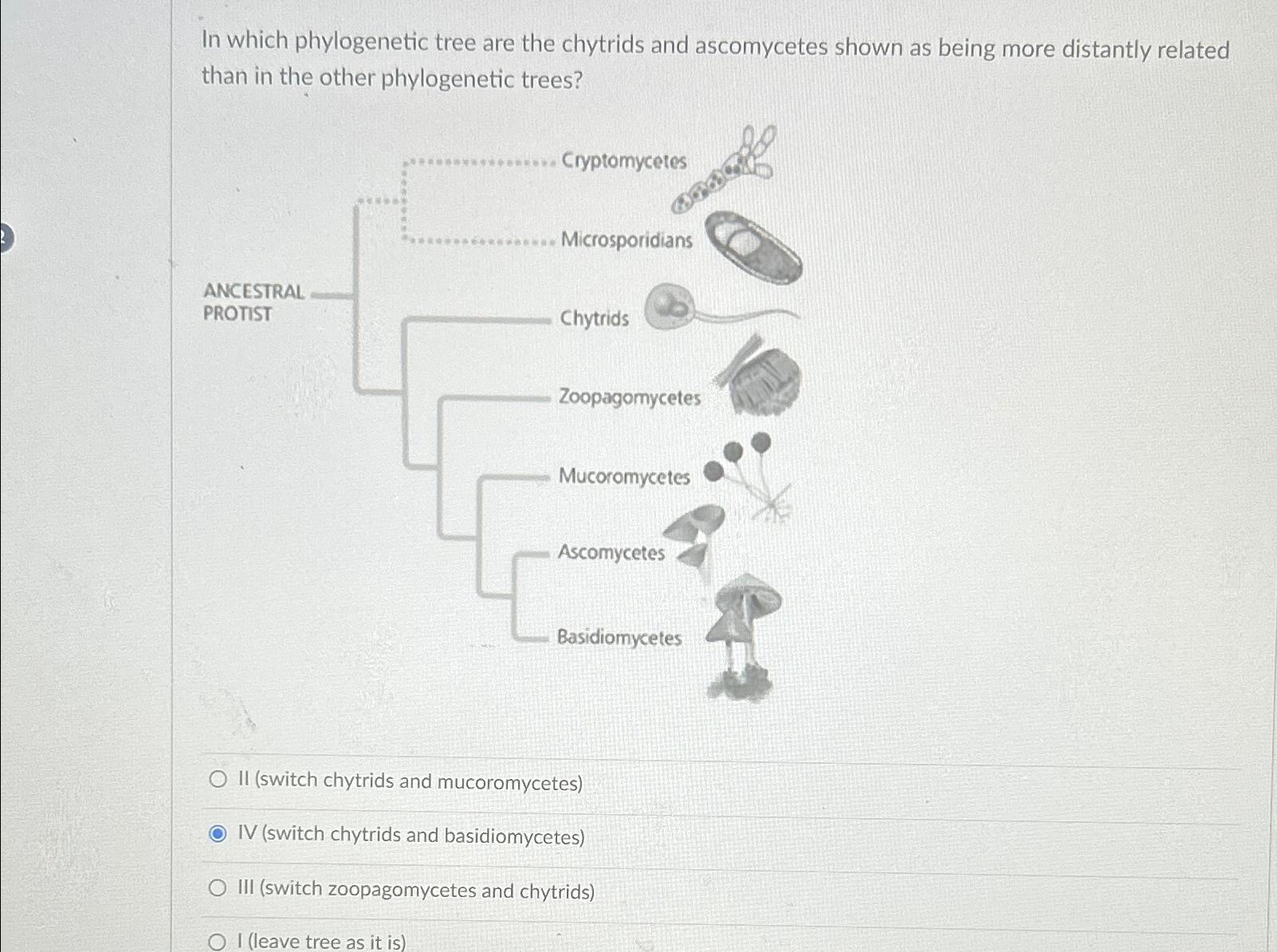 Solved In which phylogenetic tree are the chytrids and | Chegg.com