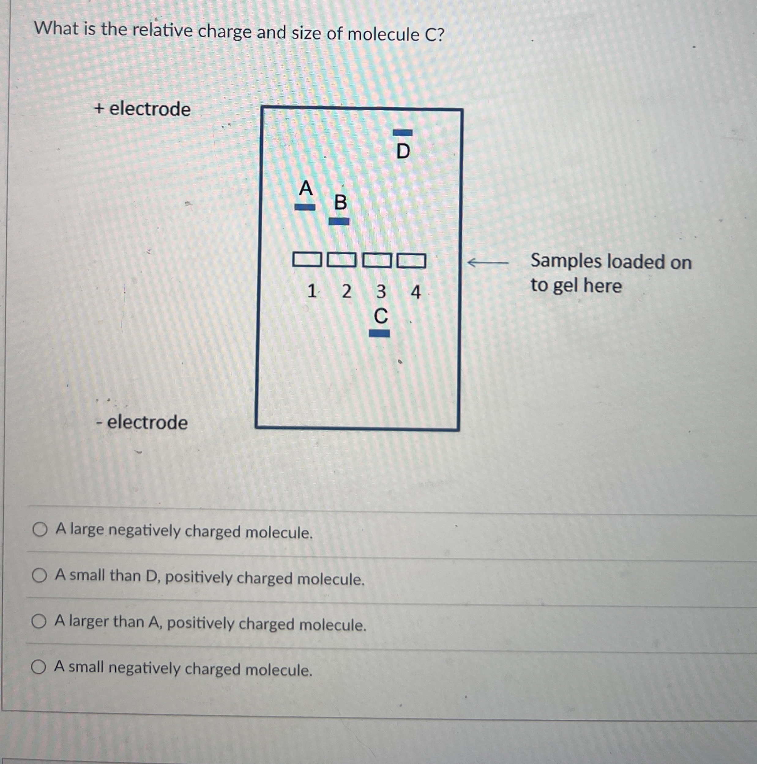 Solved What is the relative charge and size of molecule C?A | Chegg.com