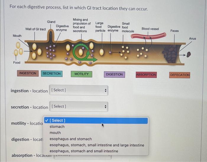 Solved For each digestive process, list in which GI tract | Chegg.com
