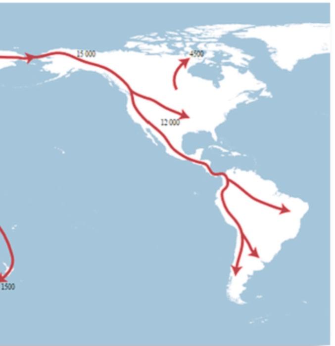 Humans spread out of Africa and across the rest of | Chegg.com