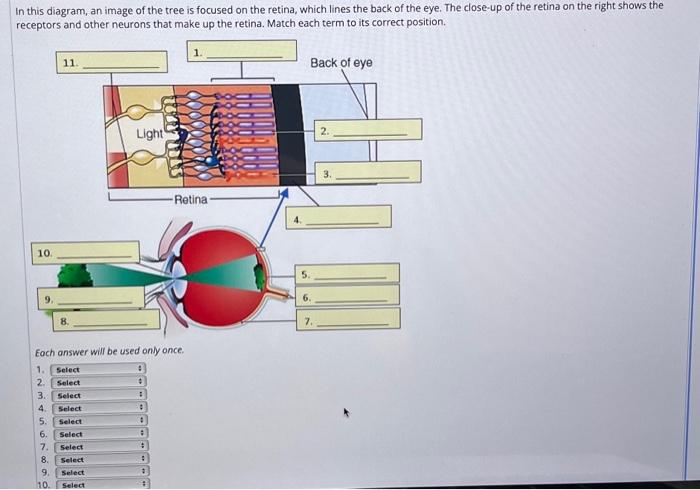 Solved In this diagram, an image of the tree is focused on | Chegg.com