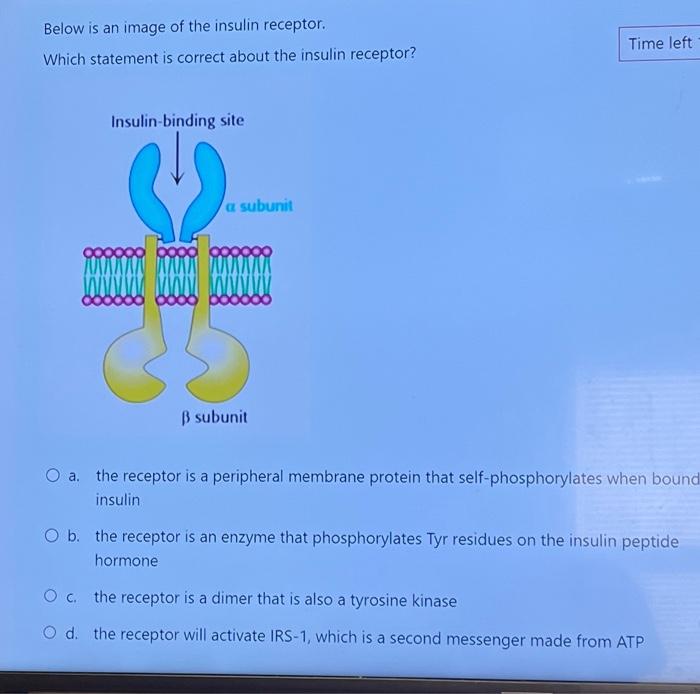 Solved Below is an image of the insulin receptor. Which | Chegg.com