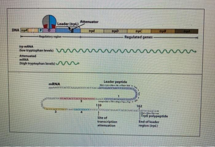 DNA trpR Attenuator Leader (trpl) trpe Regulatory | Chegg.com