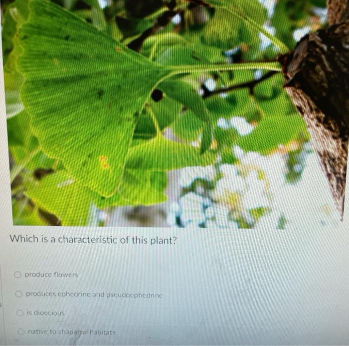 Solved What type of venation is shown? palmate O dichotomous | Chegg.com